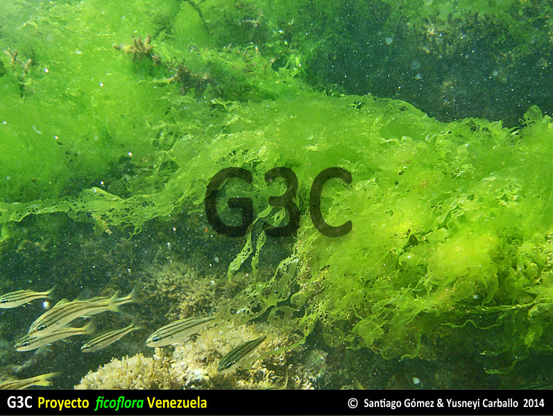 Ficoflora Venezuela